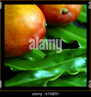 Mango Mangot Manga Fruit Photo Photos Photographs Food Plants Tropical ...