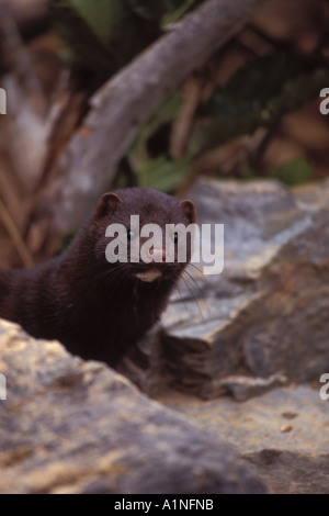 mink Mustela vison peaks out from under a log Takshanuk mountains ...