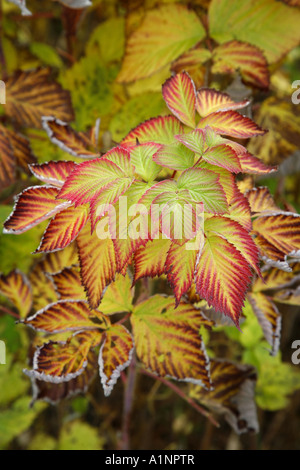 Fall Foliage Kenai Peninsula Chugach National Forest Alaska Stock Photo ...