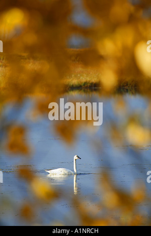 Trumpeter swans on a wilderness lake in northern Wisconsin Stock Photo ...