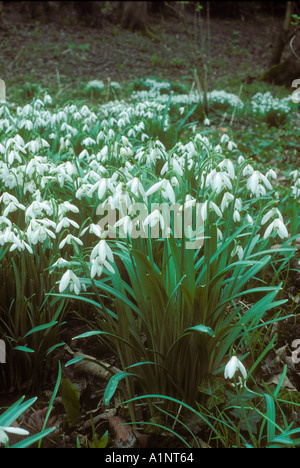 Snowdrops growing naturally in woodland Stock Photo - Alamy