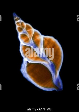 xray of sea shell Stock Photo - Alamy