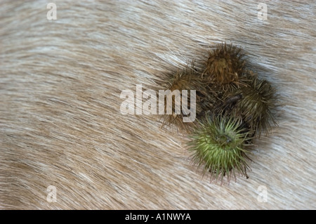 yellow lab puppy dog with burdock burrs caught in its coat Stock Photo ...