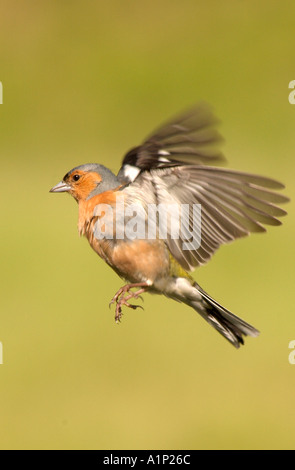 Chaffinch in mid flight Stock Photo - Alamy