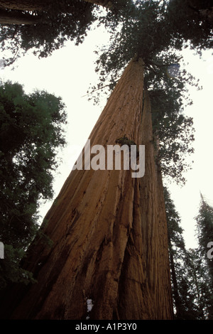 Sentinel Tree, a Giant Sequoia, Sequoiadendron giganteum, outside the Giant Forest Museum in ...