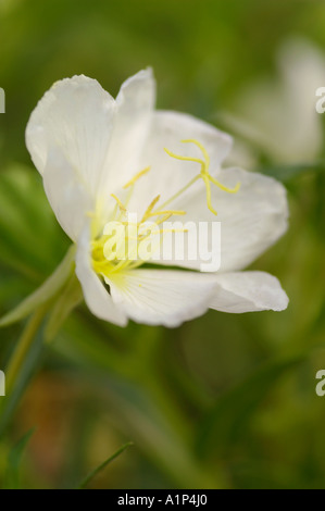 Evening Primrose, Oenothera caespitosa, flowering in Toadstool Geologic ...