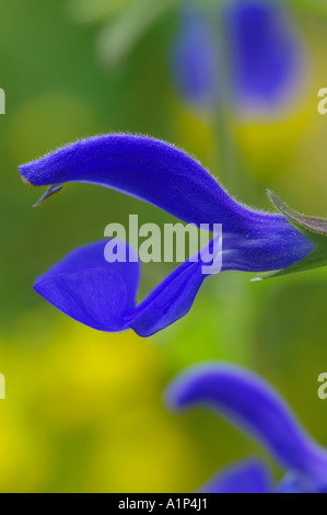 Sage Salvia plant close up Stock Photo - Alamy