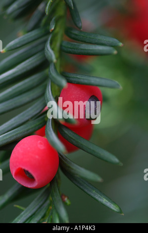 Taxus baccata evergreen yew tree foliage close up. European yew tree ...