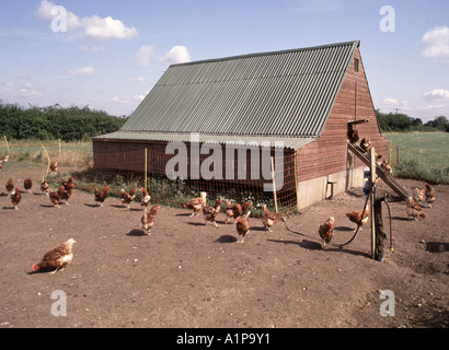 Free range detached isolated chicken coop house close up of hens around ...
