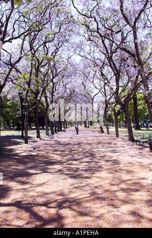 Jacaranda tree in bloom, Parque Mexico, City Park in the Hipodromo/Roma ...