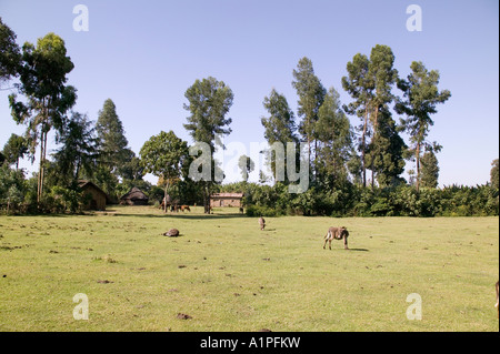 Donkey relaxing lying on a green grass looking at camera Stock Photo ...
