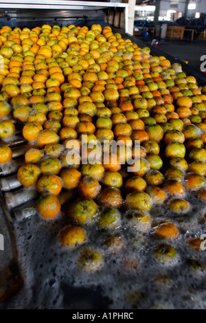 Argentina Entre Rios province citrus processing plant sorting the bad ...