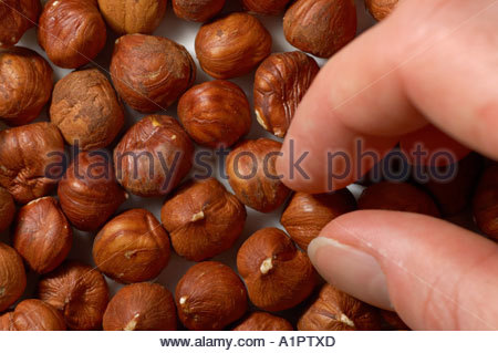 Picking up a hazelnut Stock Photo - Alamy