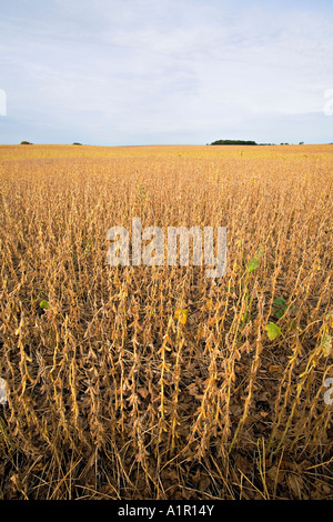 WISCONSIN Kenosha County Soybeans ready for harvest in midwest field ...