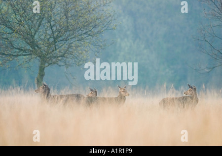 red deer grazing on the meadow in richmond park Stock Photo - Alamy
