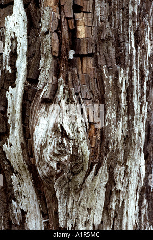stale tree bark Stock Photo - Alamy