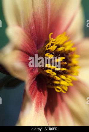 A selective of dahlia Moonfire flowers in a botanical garden in ...