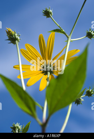 A selective focus shot of a Black-eyed Susan flowers in the garden ...