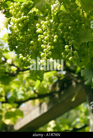 Bunches of unripe grapes. Vine and leaves. Green grapes. Close-up of ...