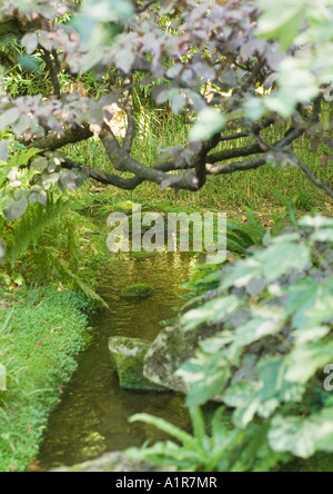 Lush vegetation overhanging stream in primary lowland rainforest ...