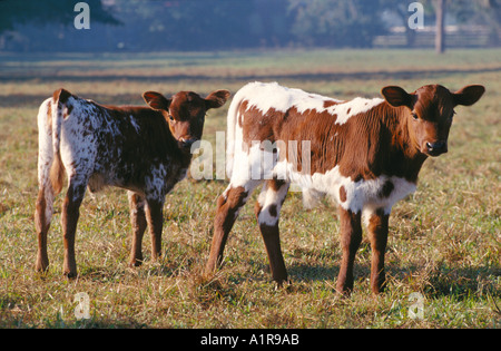 Two brown and white cows stand in a grassy field. The cow in the ...