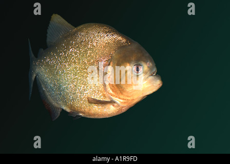 piranha fish underwater close up portrait of Stock Photo - Alamy