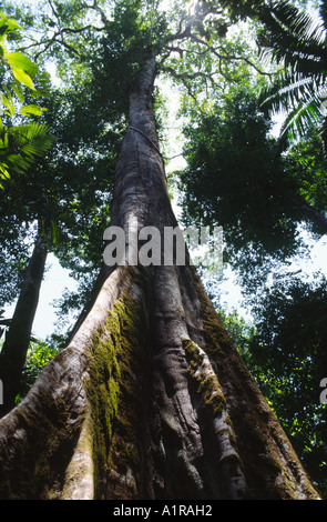 Kapok tree in the rainforest of the Corcovado National Park on the Osa ...