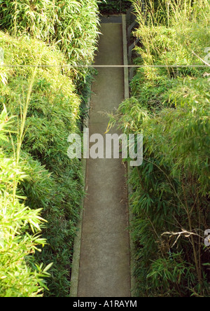 A view of green bamboo leaves through branch foliage Stock Photo - Alamy