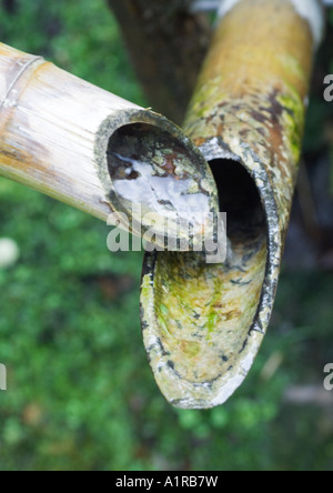 Flowing water in bamboo pipes: an essentially Japanese feature at ...