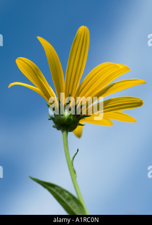 A selective focus shot of a Black-eyed Susan flower in the garden Stock ...