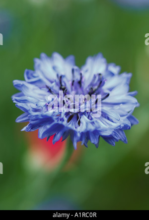 Close up of blue cornflower flower isolated on white background. Blue ...