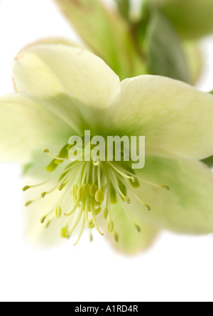 Green hellebore with focus on pistils. Late winter flower of plant in ...