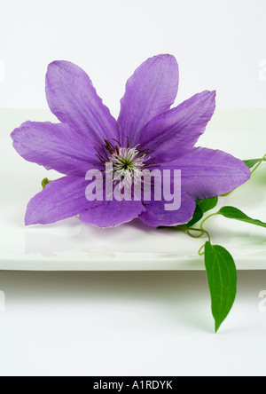 Purple Clematis flower on simple burlap background with copy space ...