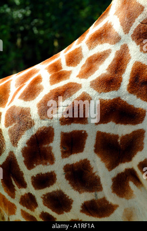 giraffe curve back spine shape Stock Photo - Alamy