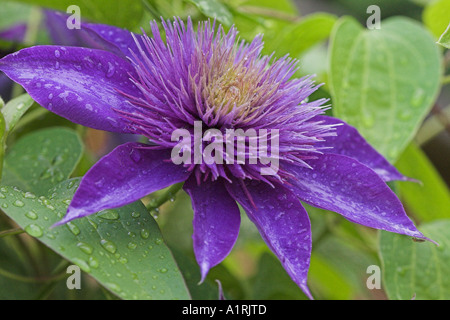 Clematis flower after the rain with water droplets on the flower petals ...