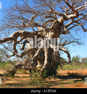 Large boab (Adansonia gregorii) tree at the entrance to Mornington ...