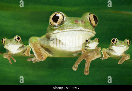 Animated tree frog Stock Photo - Alamy