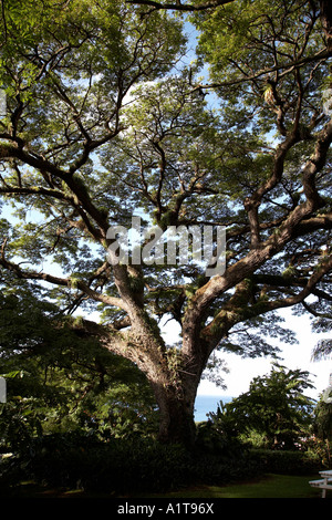 350 year old saman tree in the gardens of romney manor St Kitts Stock ...