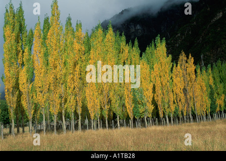 Alamo Trees Aisen Region Chile Stock Photo - Alamy