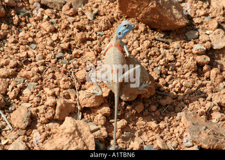 Blue Headed Lizard in Oman Stock Photo - Alamy