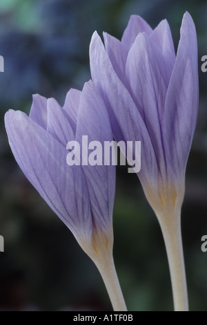 Crocus (Crocus pulchellus Stock Photo - Alamy