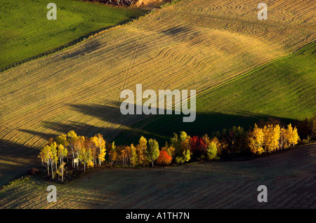 Autumnal trees cast long shadows in late evening light Stock Photo - Alamy