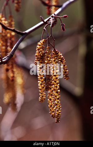 Catkins or Alder Cones, Common Alder (Alnus glutinosa) at a winter ...