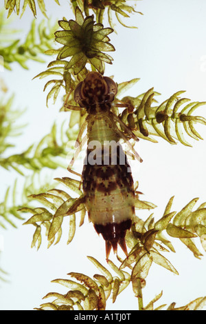 Common Darter (Sympetrum striolatum) nymph Wat Tyler Country Park Essex ...