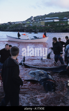 Grindadrap or traditional slaughter of pilot whales driven onto a beach ...