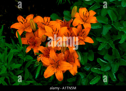 Asiatic lily, Lilium Orange Pixie, liliaceae Stock Photo - Alamy