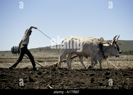 Farmer using pair of oxen to plough field for lentil crop in fields at ...