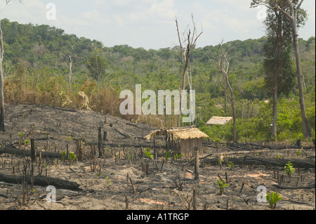Burning of Amazonian rainforest for slash and burn farming nr Santarem ...