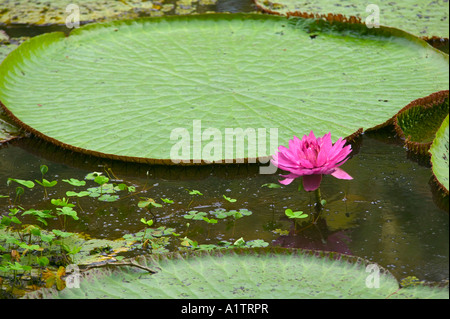 Victoria regis lilies Belem Para state Brazil Stock Photo - Alamy