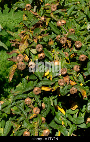Mespilus germanica (Medlar), fruit on tree Stock Photo - Alamy
